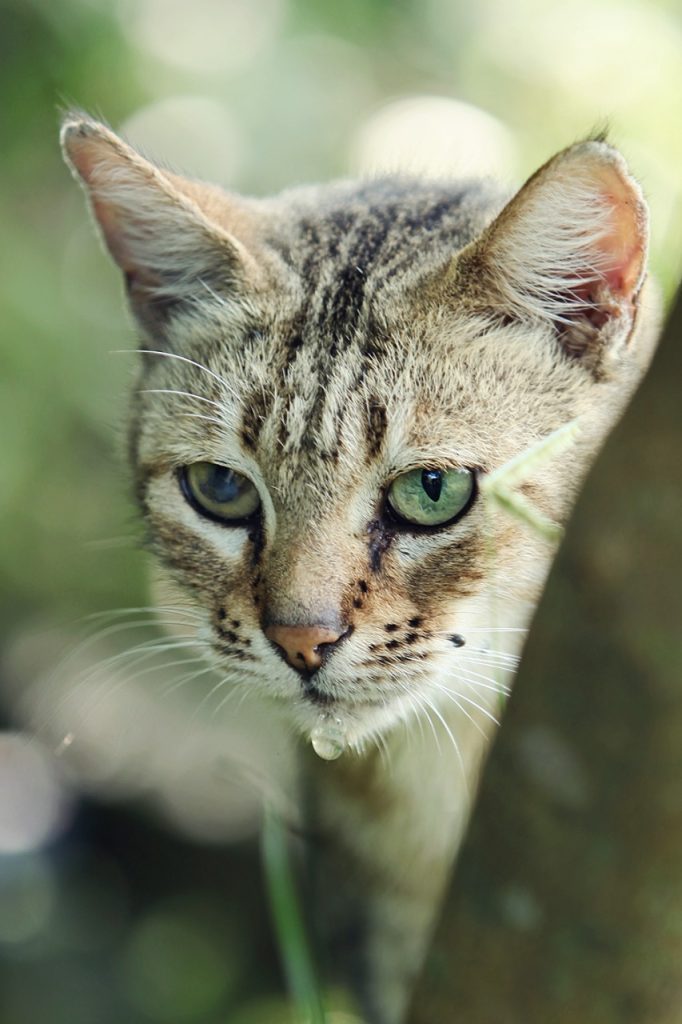 Zululand Cat Conservation Project | Emdoneni Lodge